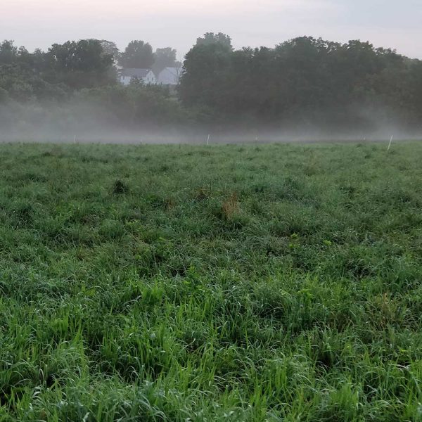 12 Reasons to Choose Perennial Pasture Based Agriculture