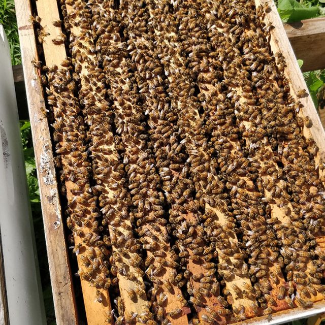 Honey Bees for Sale near me - Nucs & Queens