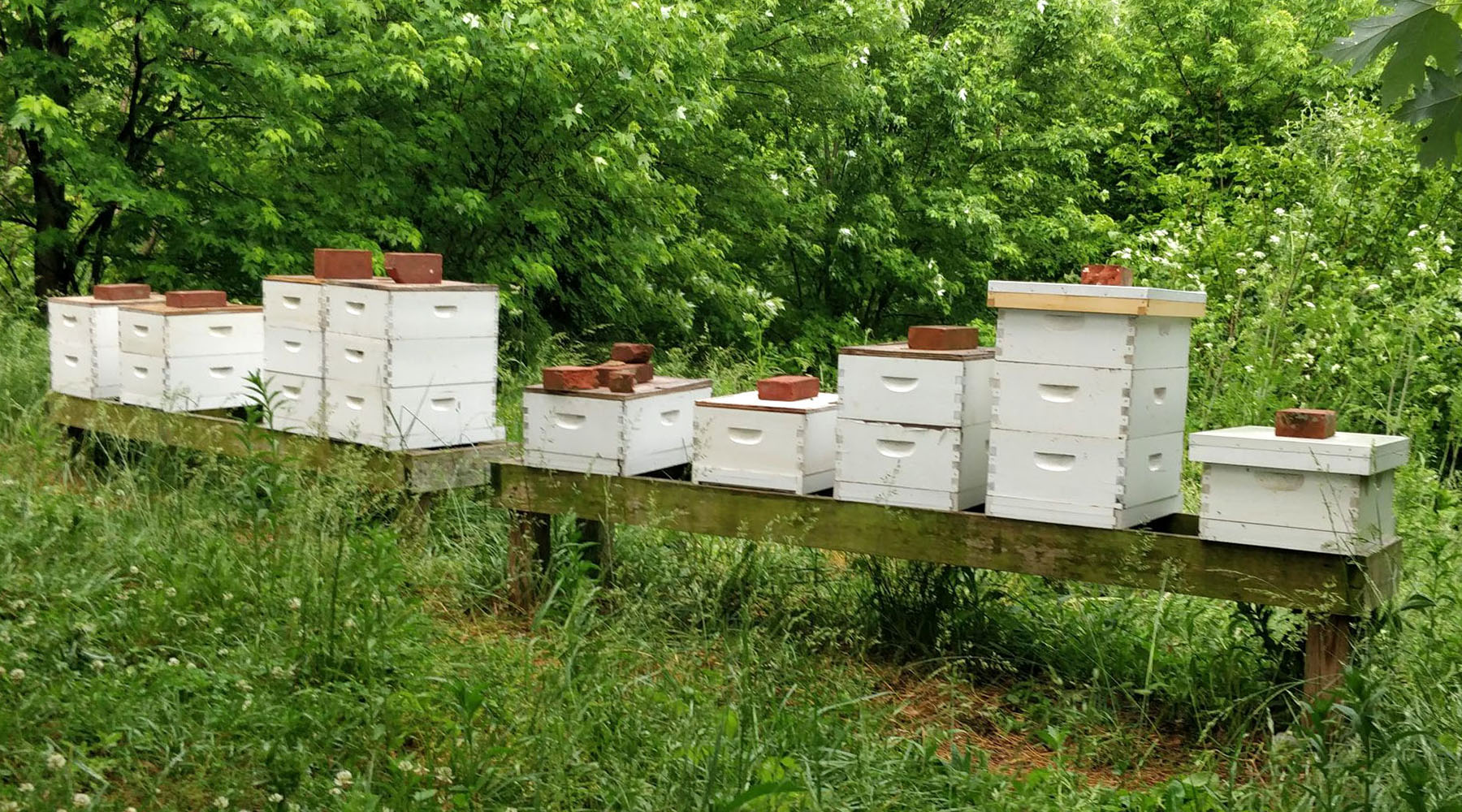 Brood Factories: Unlocking the Secrets to Healthy, Productive Apiaries