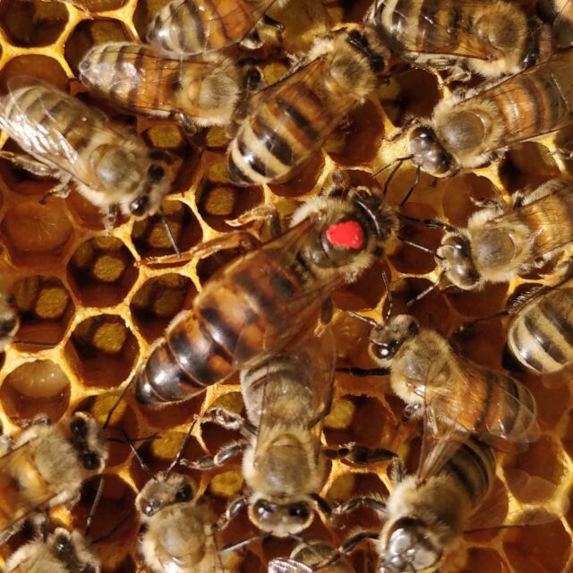 Queen Bees for Sale - Pennsylvania Raised 2024 Queens
